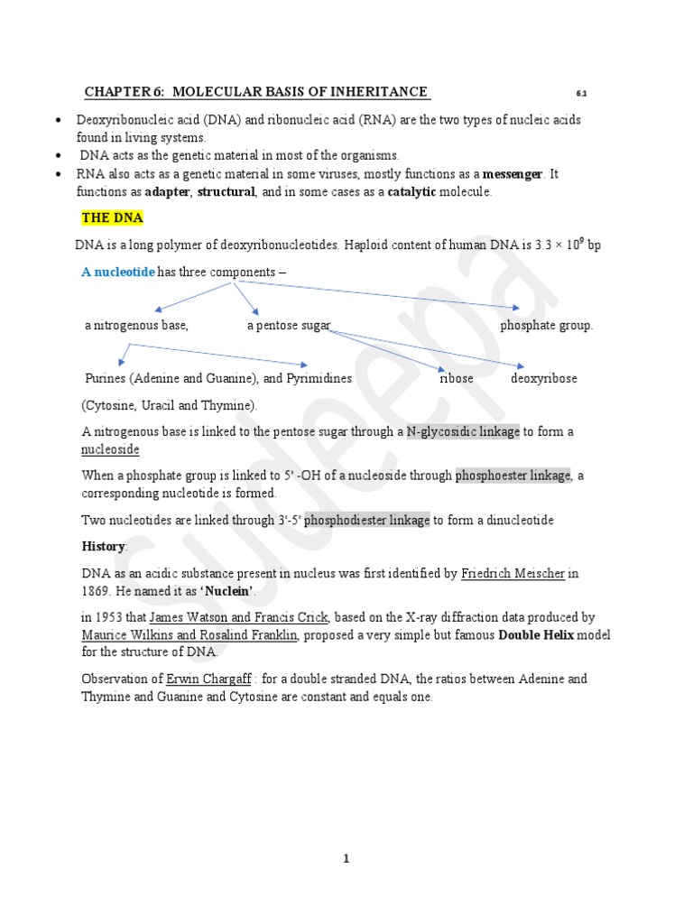 Chapter 6: Molecular Basis of Inheritance: A Nucleotide | PDF | Translation (Biology) | Operon