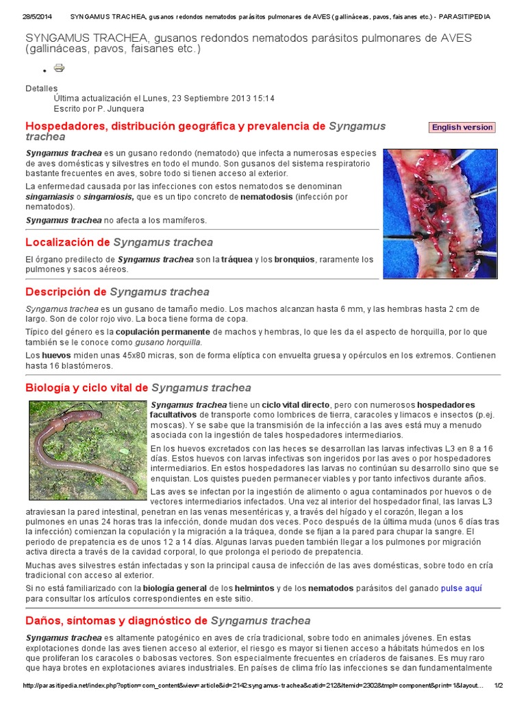 Syngamus trachea: Nematodo en aves | PDF | Nematodo | Aves