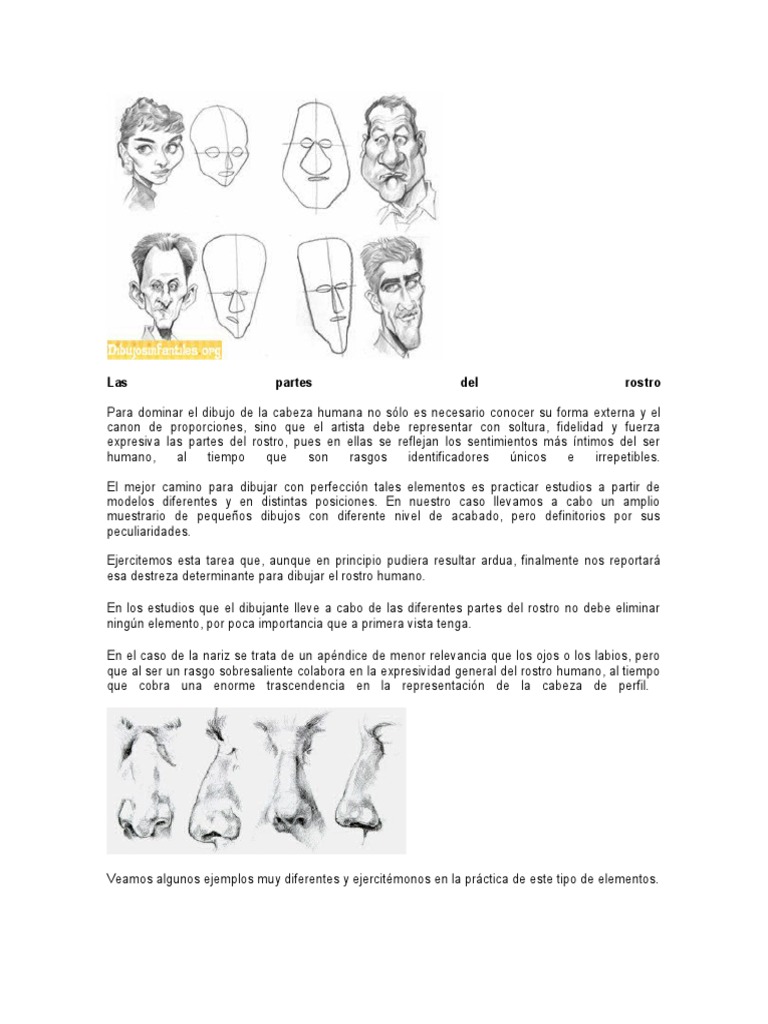 Las Partes Del Rostro | PDF | Dibujo