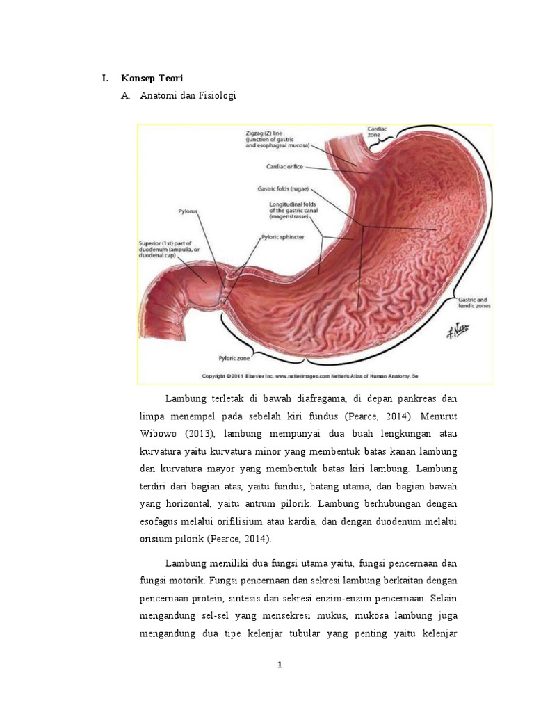 LP Gastritis | PDF
