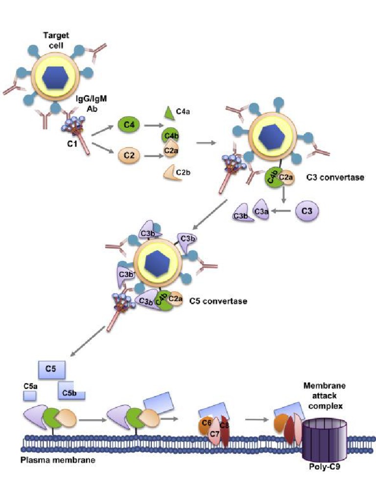 Common Pathway... | PDF