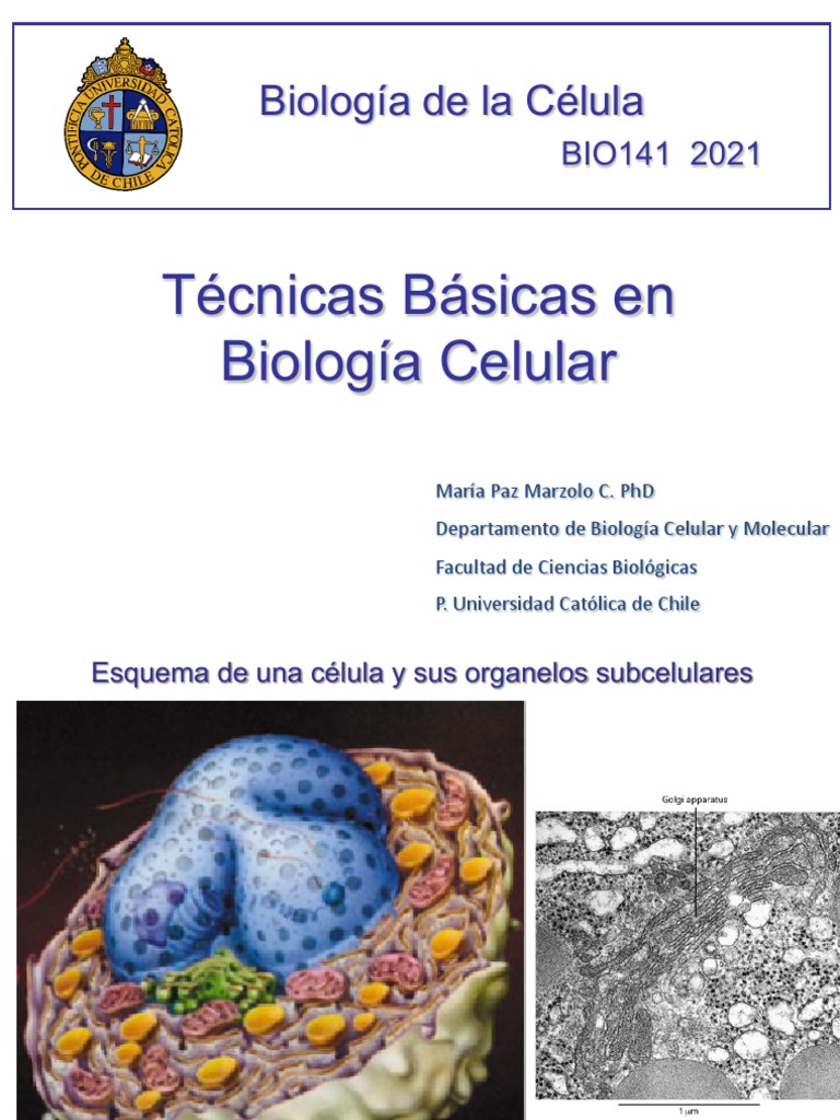 Clase 9, Técnicas Básicas de Biología Celular | PDF | Cultivo de células | Biología Celular)