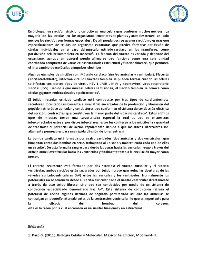 Sincitio Cardíaco: Estructura y Función | PDF | Corazón | Anatomía