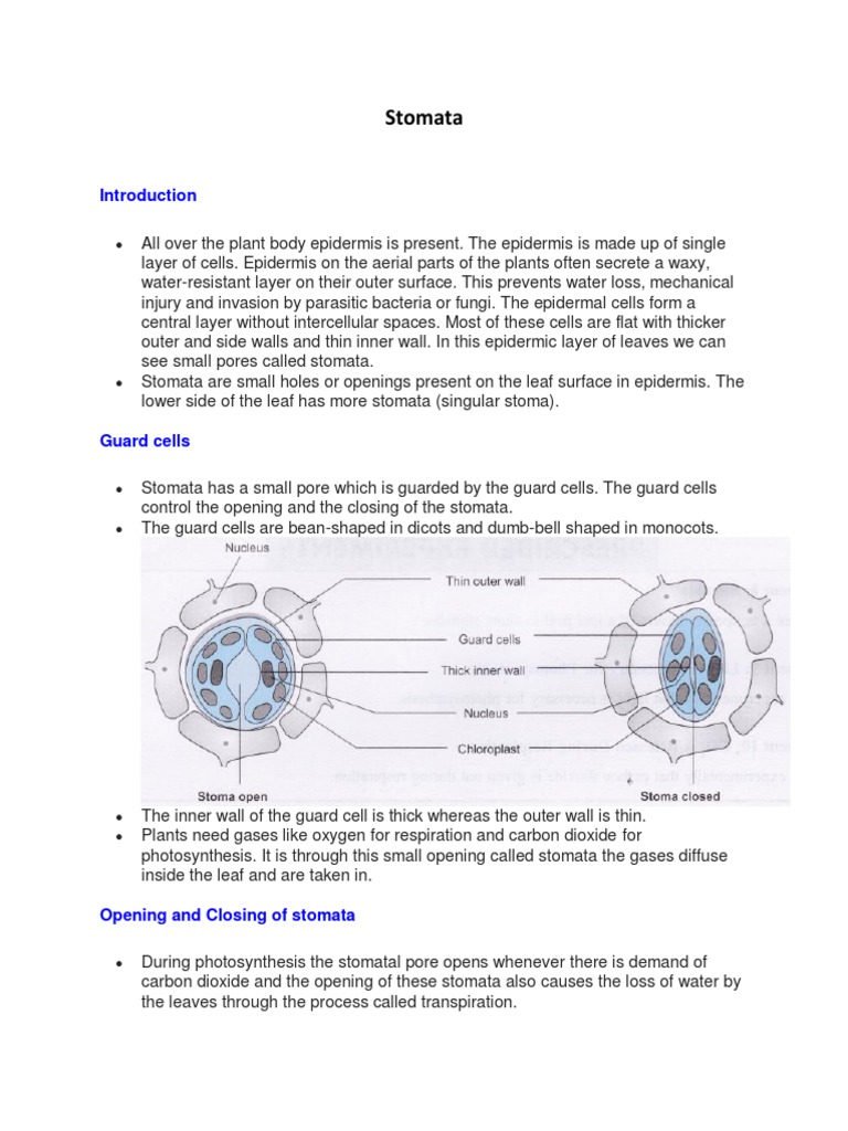 Stomata Experiment | PDF | Stoma | Leaf