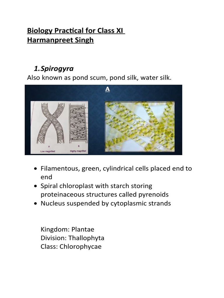 Class 11 Biology Practical Guide | PDF | Anatomical Terms Of Location ...
