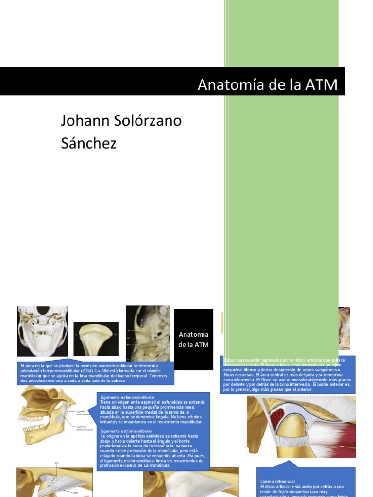 Anatomia de La ATM | PDF | Articulación | Cabeza y cuello humanos