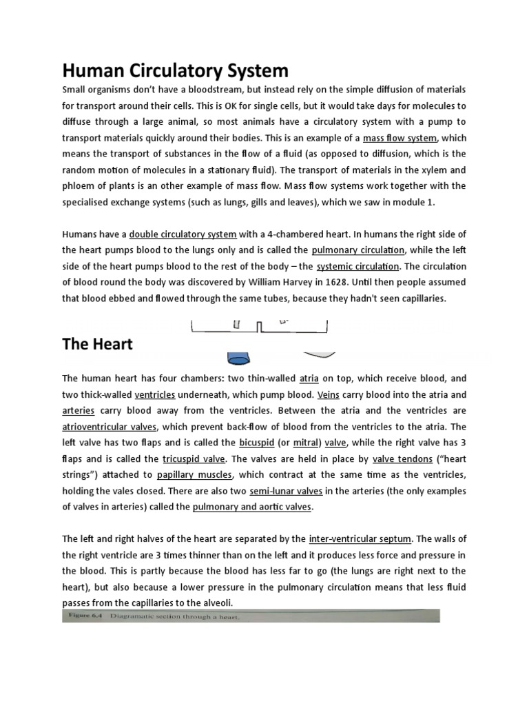 Human Circulatory System: The Heart | PDF | Heart | Atrium (Heart)
