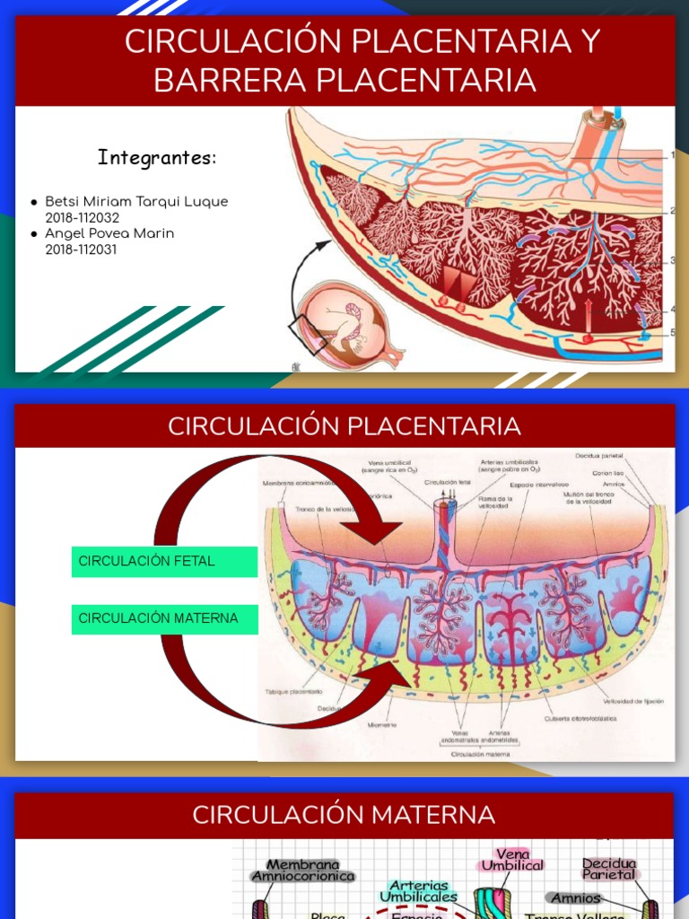 Circulacion Placentaria y Barrera Placentaria | PDF