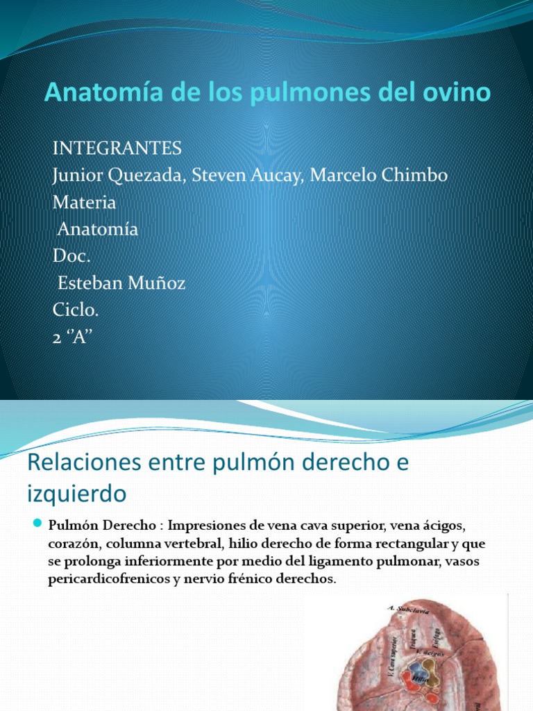Anatomía de Los Pulmones Del Ovino. H, S, M | PDF | Pulmón | Vena