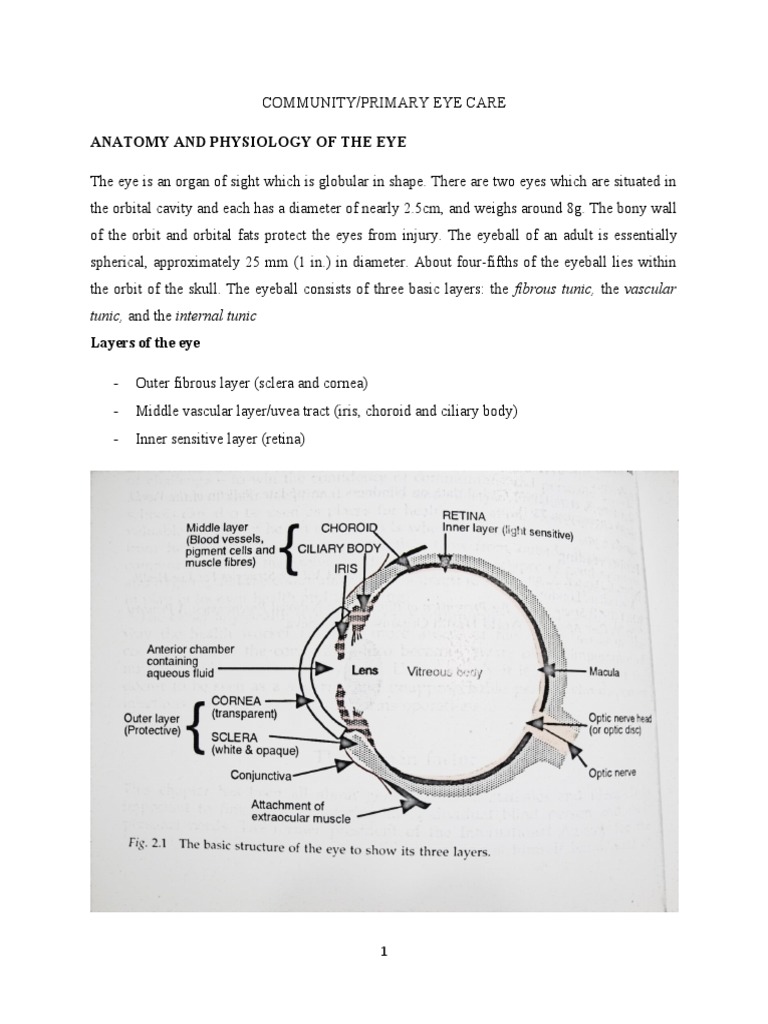 Anatomy and Physiology of The Eye | PDF | Human Eye | Glaucoma