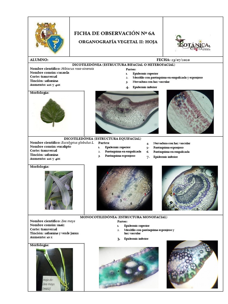 Ficha de Observación | PDF | Plantas | Botánica