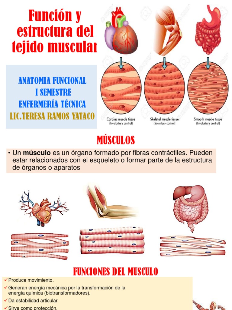 Funcion y Estructura Del Tejido Muscular | PDF | Músculo esquelético ...