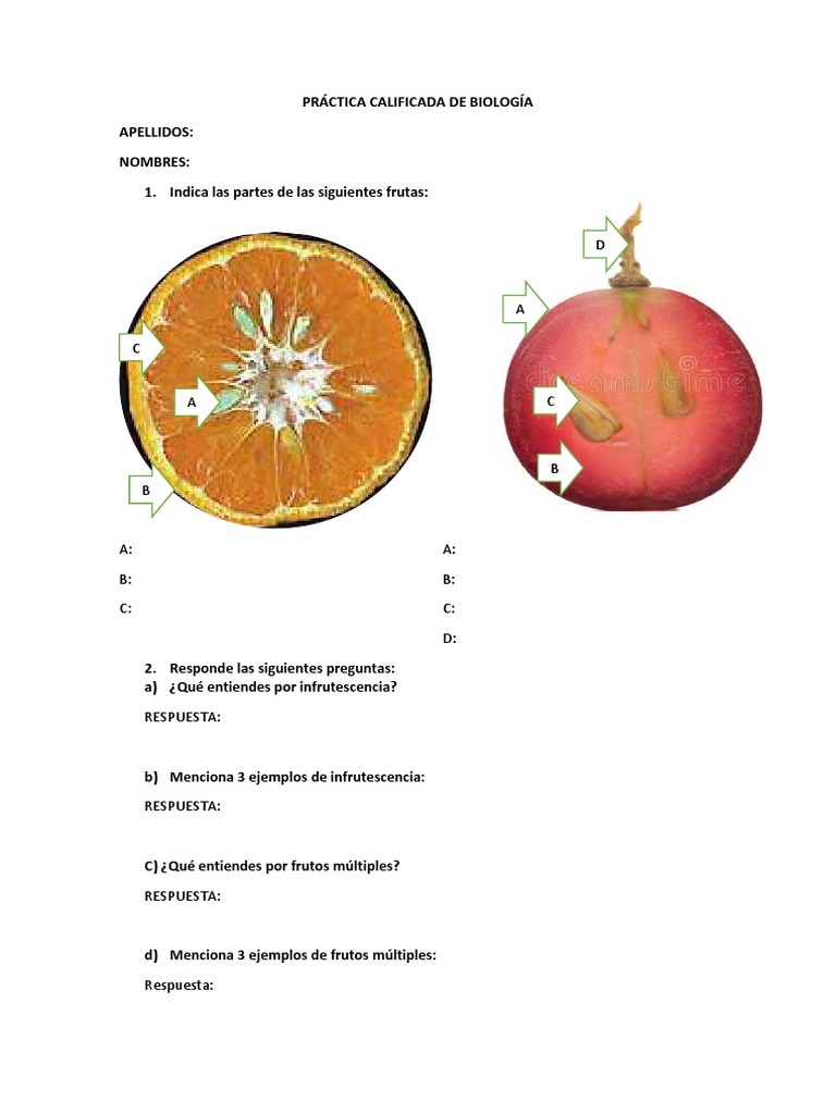 Identificación de partes de frutas, tipos de infrutescencias y frutos ...