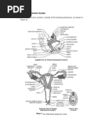 Spanish Gynecology & Obstetrics Terms | PDF | Birth Control | Sexual Health