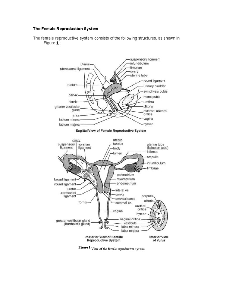 The Female Reproduction System | PDF | Ovary | Menstrual Cycle