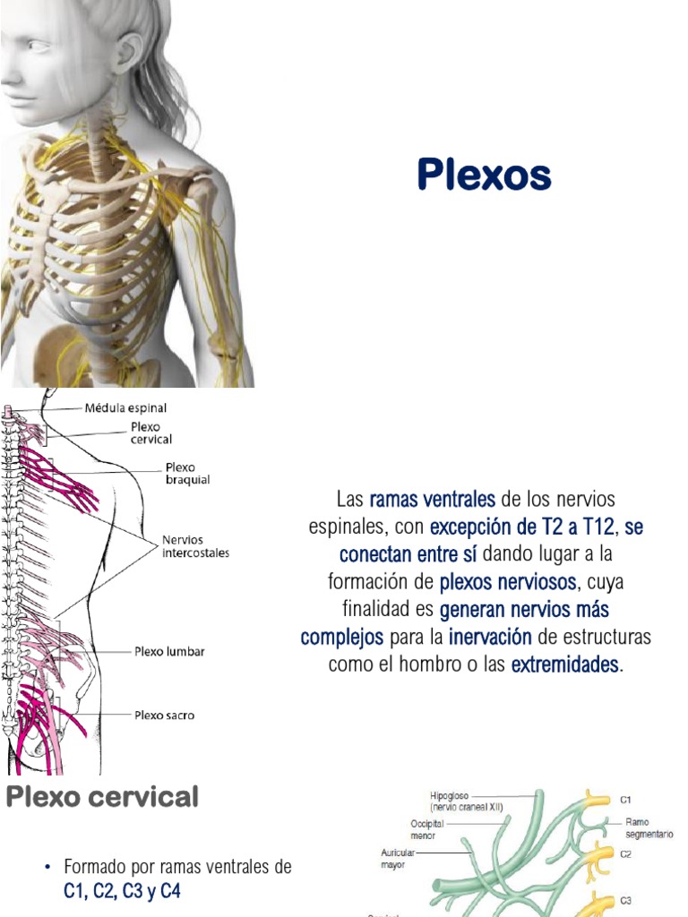 Plexos Nerviosos: Anatomía y Funciones | PDF | Neuroanatomía | Sistema ...