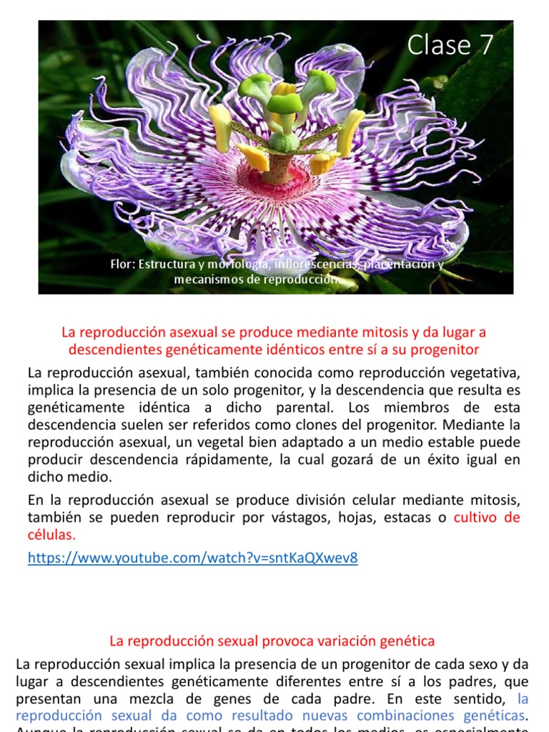 7 Clase 7 Flor Estructura y Mecanismos de Reproducción | PDF | Flores ...
