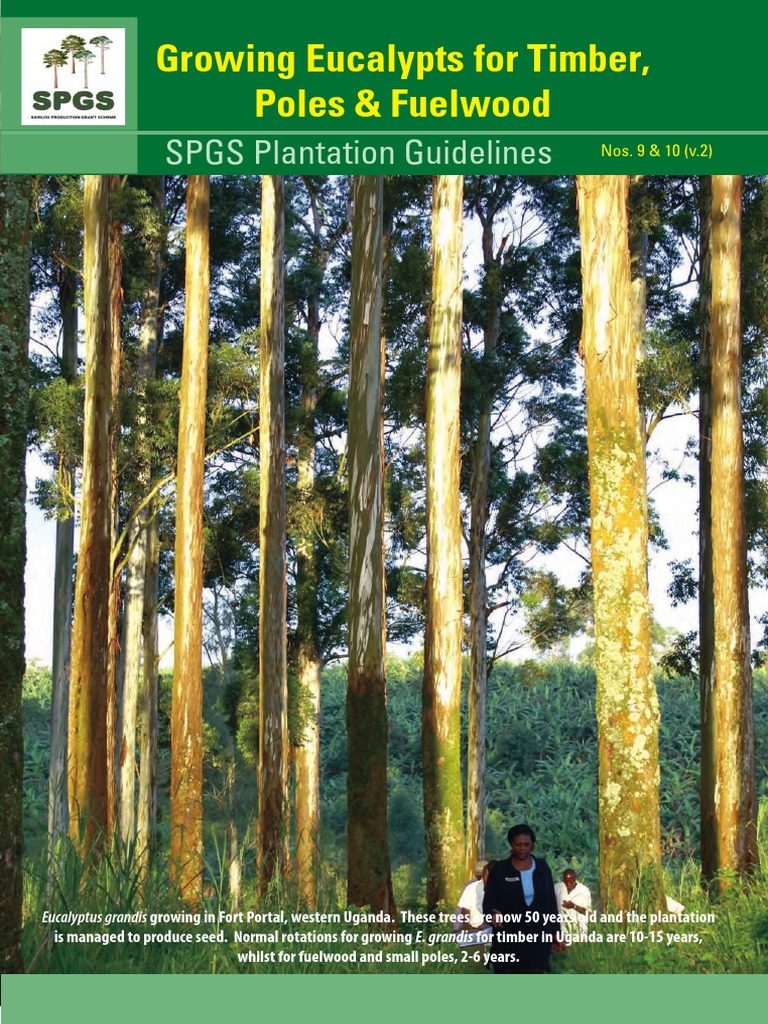 Growing Eucalypts For Timber, Poles & Fuelwood: SPGS Plantation ...