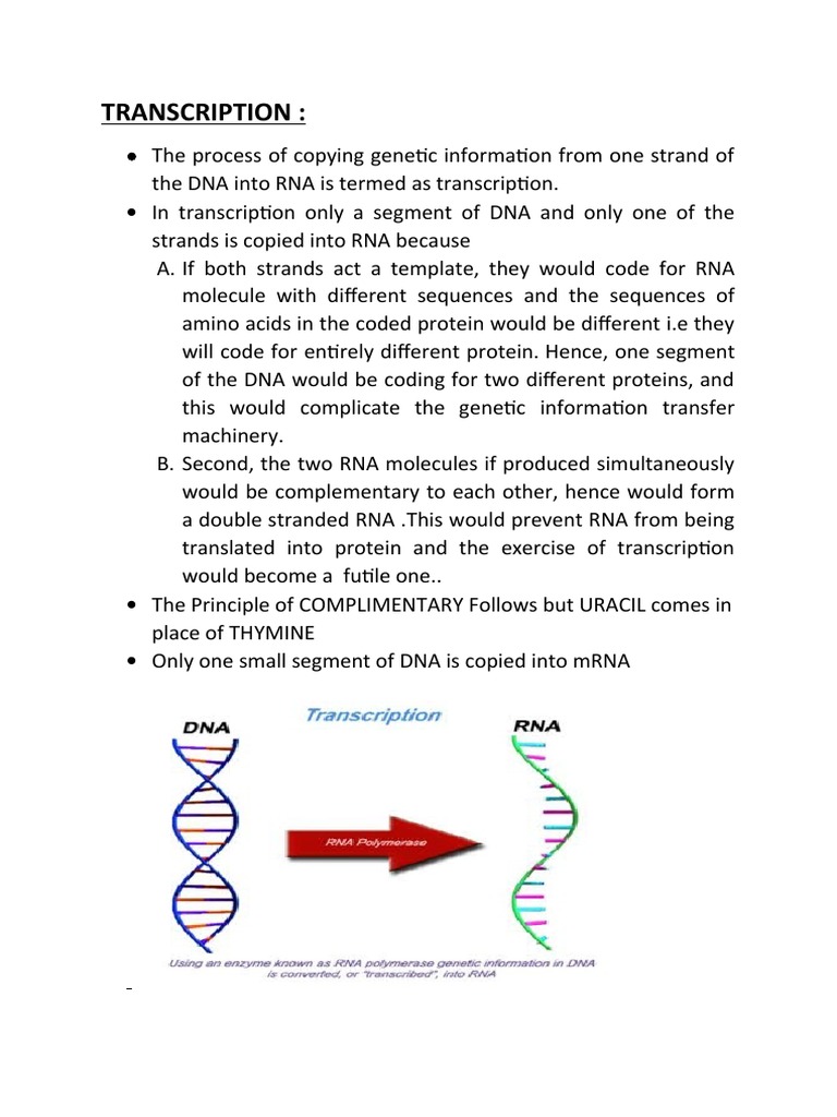 Transcription Notes Class 12 | PDF | Rna | Messenger Rna