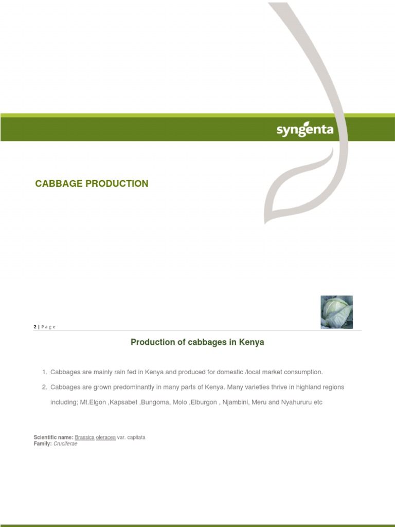 Cabbage Growing | PDF | Cabbage | Plant Nursery