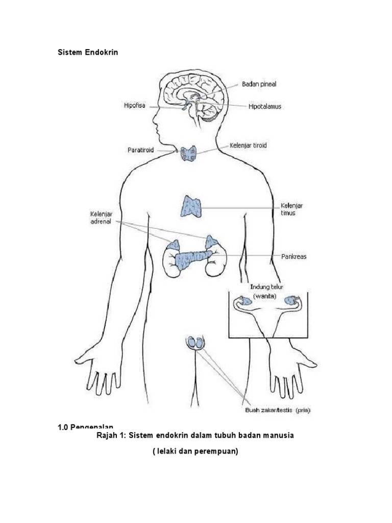 Sistem Endokrina | PDF