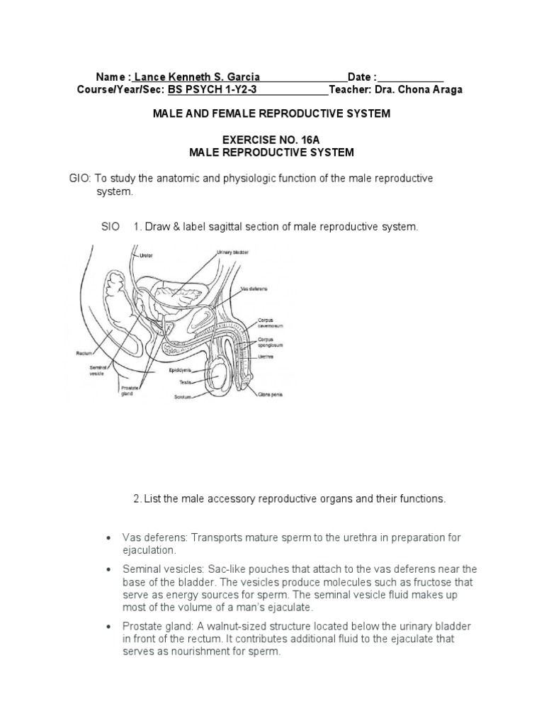 Male Reproductive System Exercise Guide | PDF | Menstrual Cycle ...
