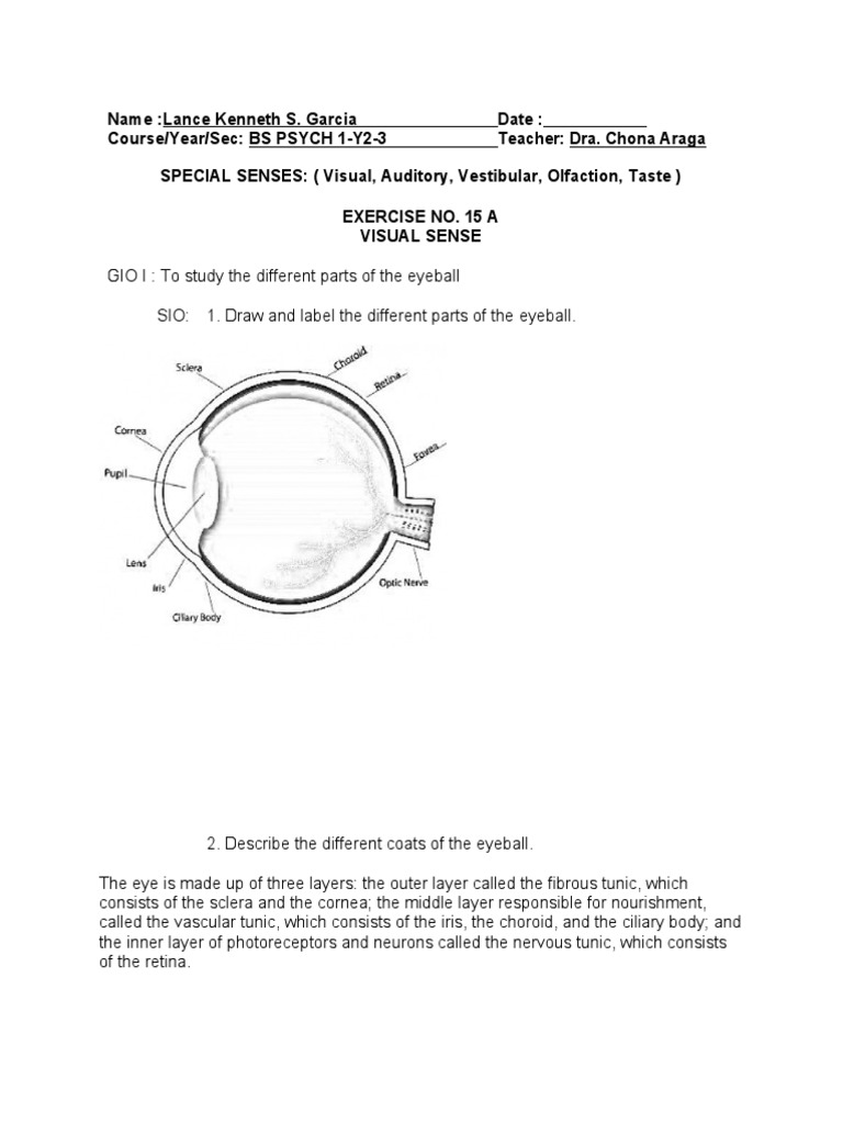 Visual, Auditory and Vestibular Senses in the Human Body | PDF ...