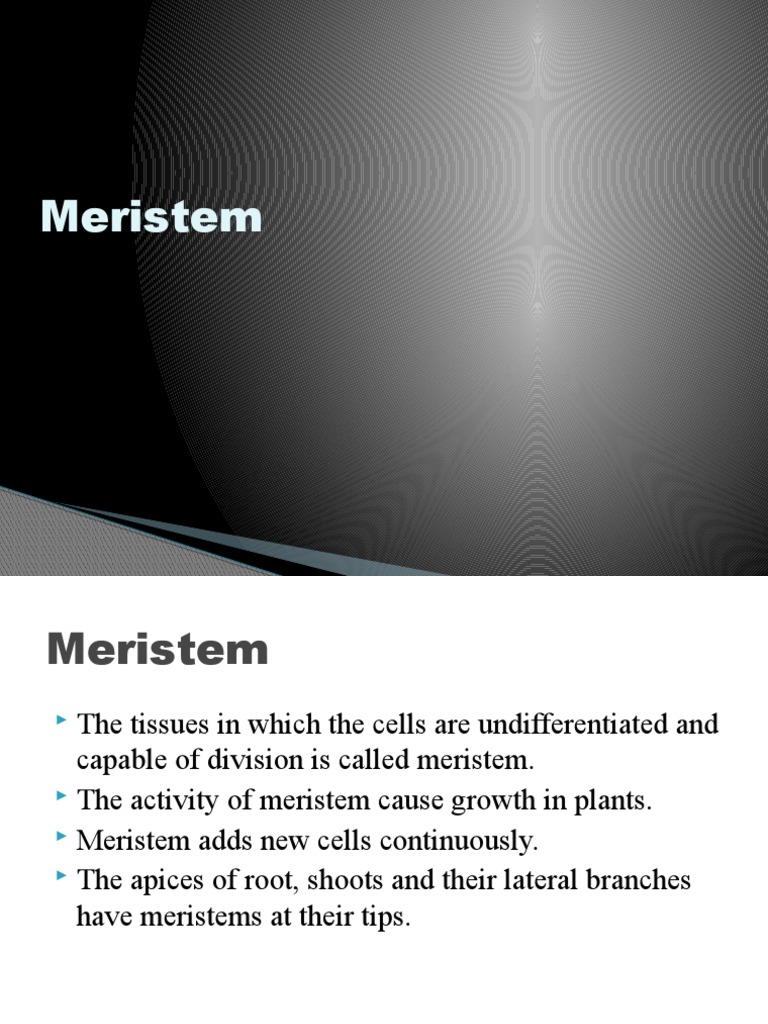 Meristem | PDF | Plant Stem | Morphology (Biology)