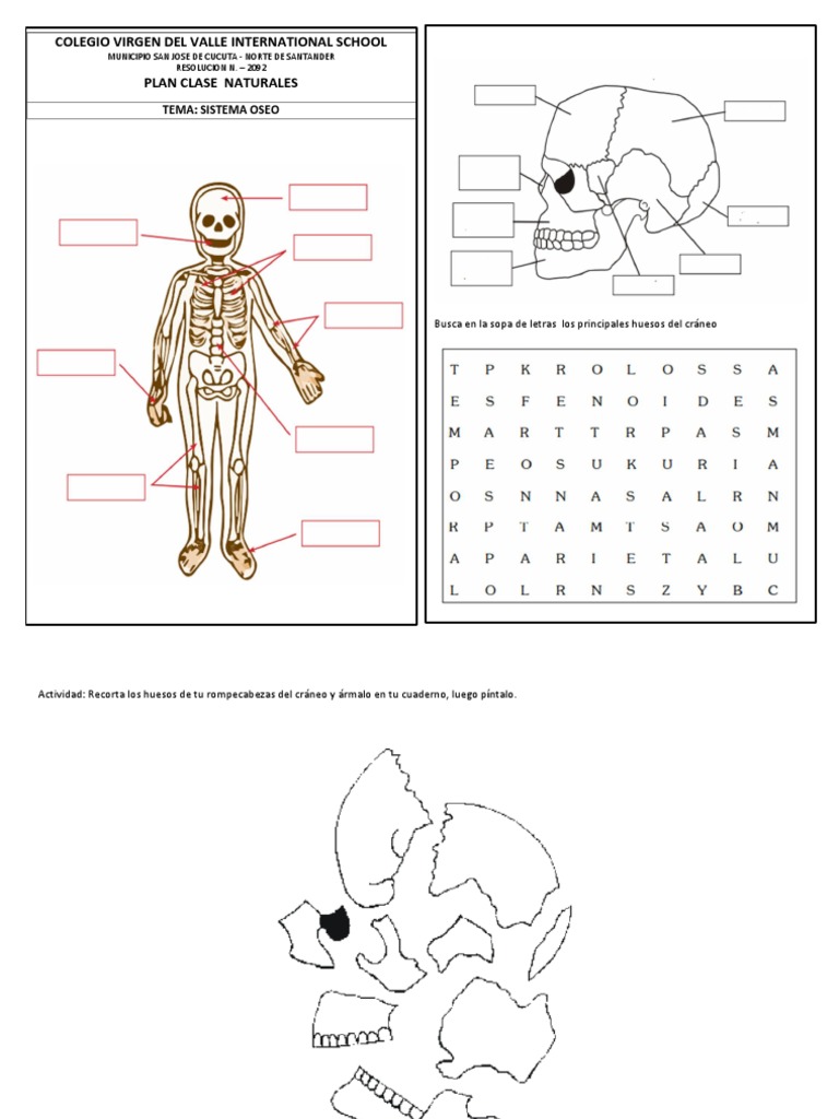 Ficha Naturales Sistema Oseo | PDF