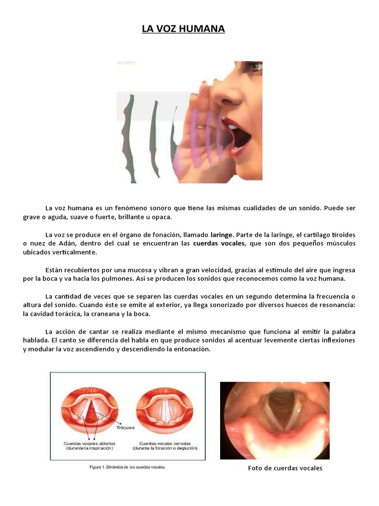 La Voz Humana | PDF | Respiración | Voz humana