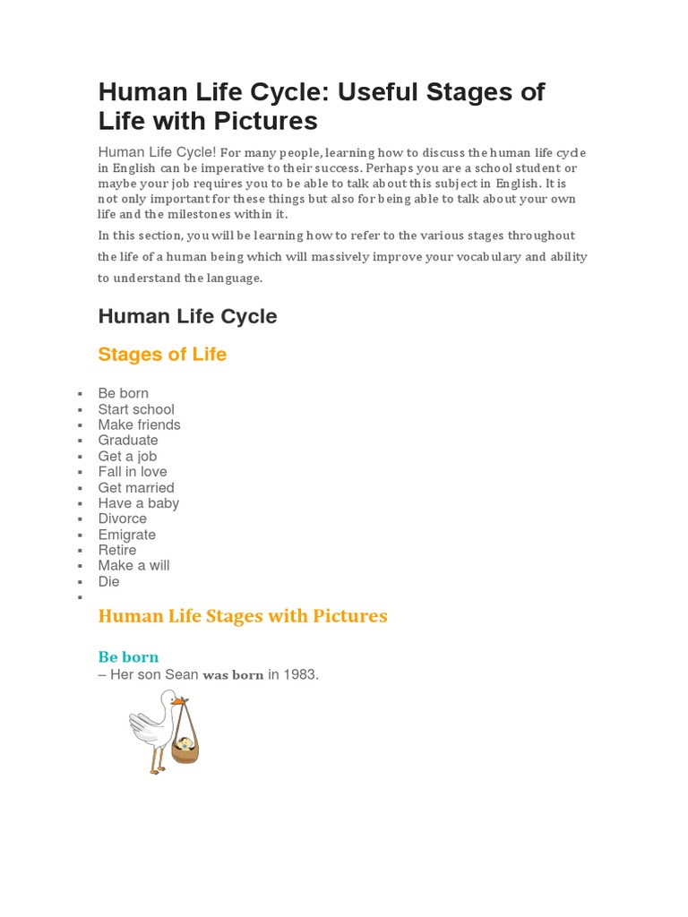 Human Life Cycle Stages Explained | PDF | Self-Improvement | Wellness