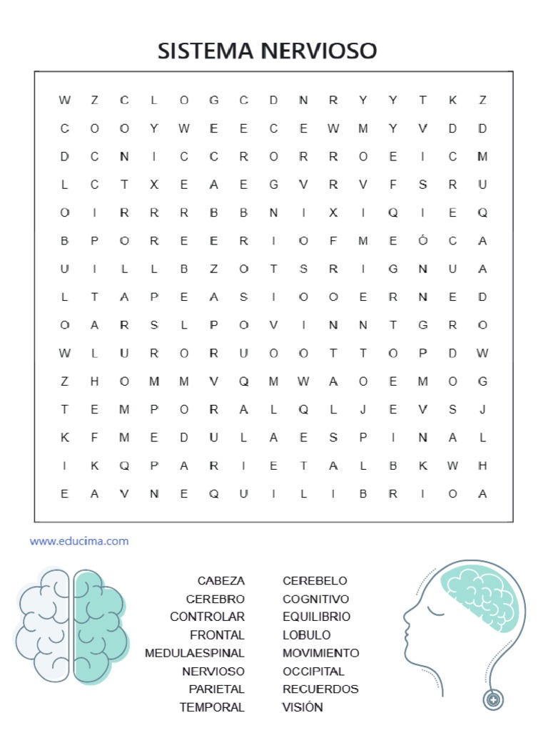 Sistema Nervioso Sopa de Letras | PDF