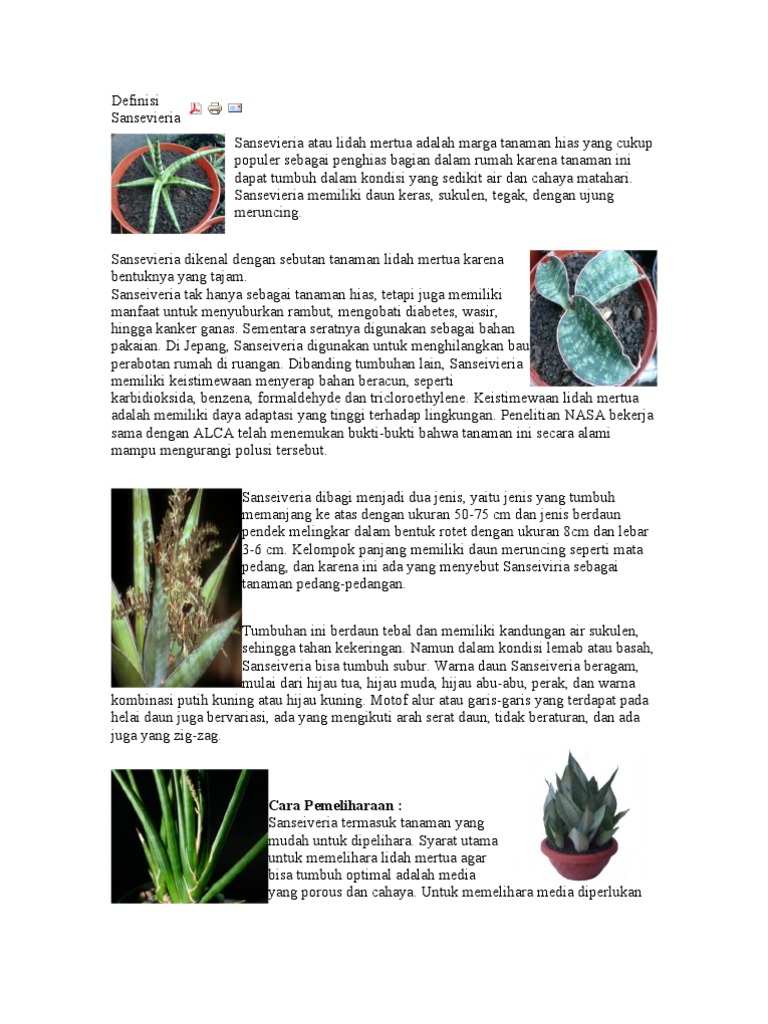 Ciri Khusus Tumbuhan | PDF | Griya & Taman | Sains & Matematika