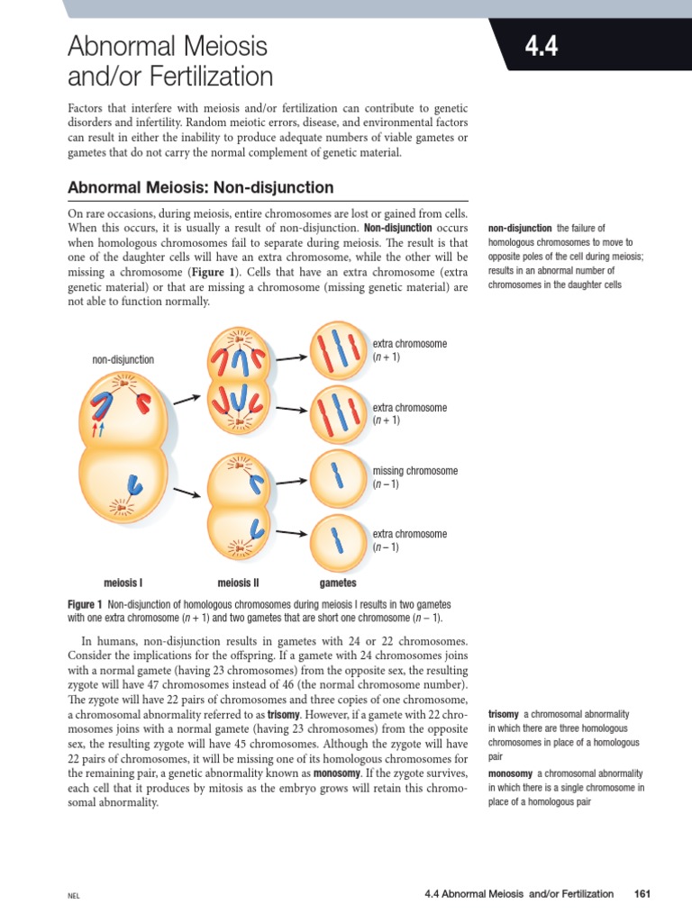 Abnormal Meiosis And/or Fertilization | PDF | Meiosis | In Vitro ...