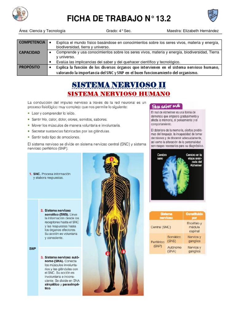 4 Cyt-Ficha Trabajo N13.2-Sistema Nervioso Humano | PDF