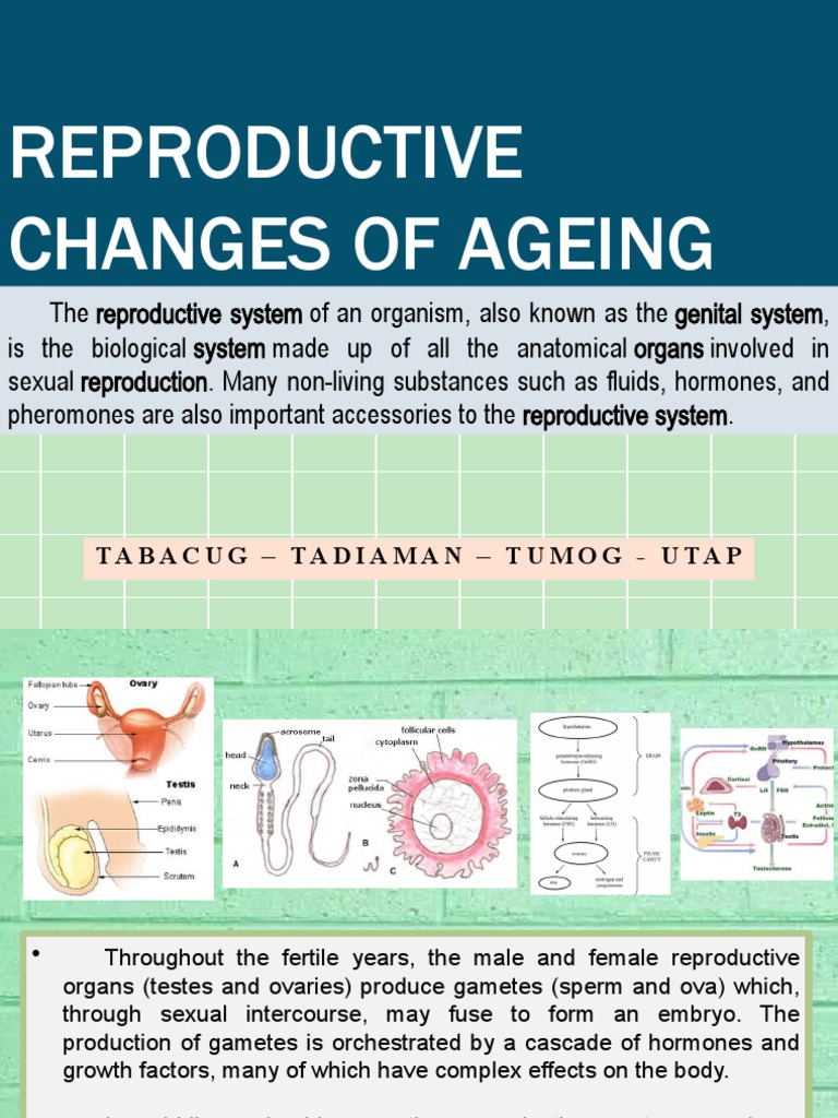 Reproductive System of The AGEING | PDF | Reproductive System | Vagina