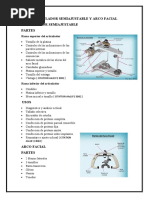 Canino Temporal Superior | PDF | Anatomia dental | Diente