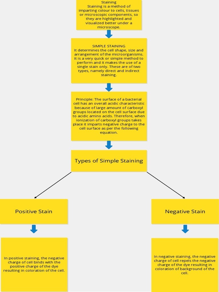 Simple Staining | PDF | Staining | Molecular Biology