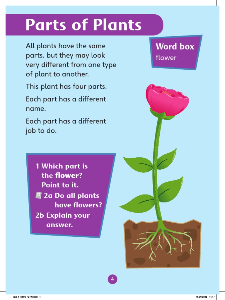 Science Bug International Year 1 Plants Pupil Book Sample | PDF