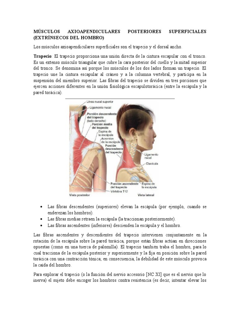 Músculos Axioapendiculares Posteriores Superficiales | PDF | Hombro ...