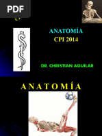 Músculos Constrictor y Rafe Faríngeo | PDF | Cabeza y cuello humanos ...