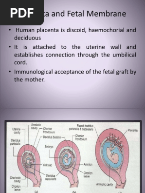 Discoid Placenta
