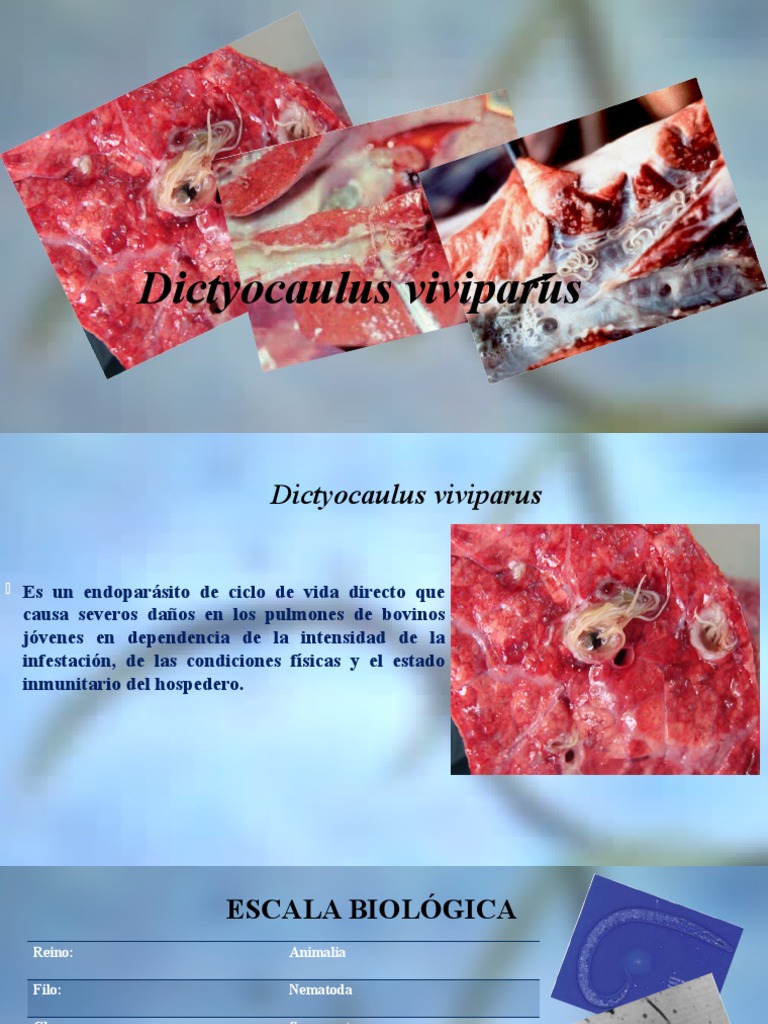 Dictyocaulus Viviparus | PDF | Especialidades Medicas | Enfermedades y ...