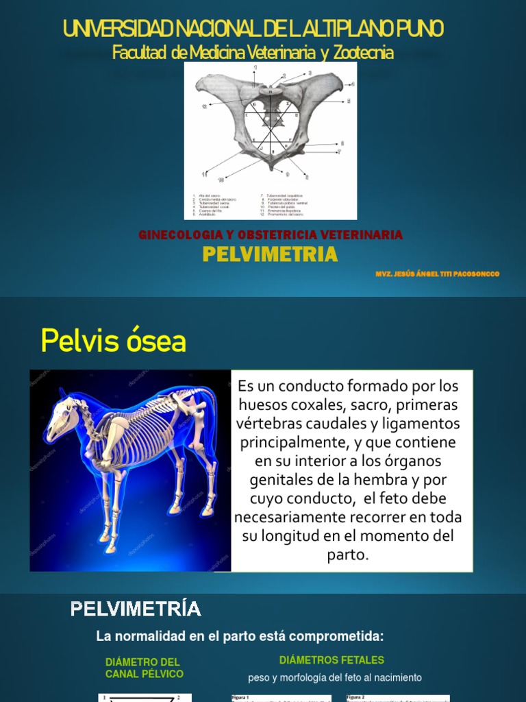 3 Pelvimetria | PDF | Pelvis | Anatomía