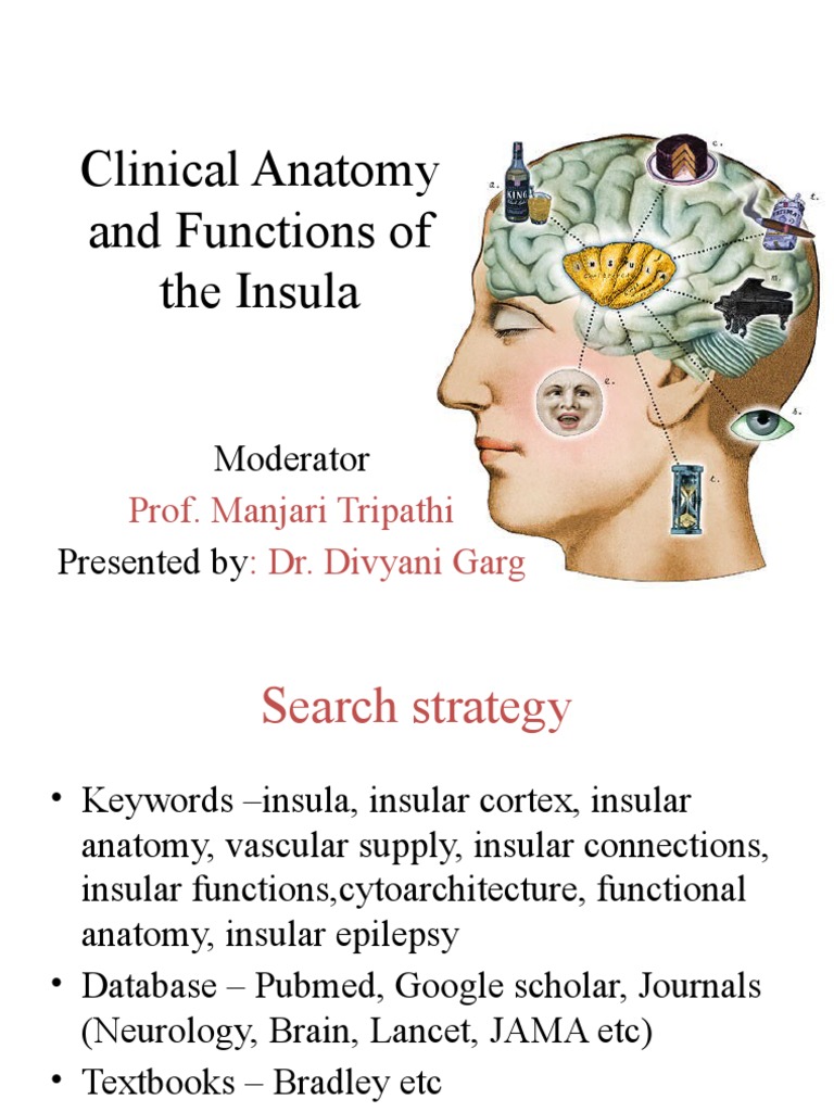 Clinical Anatomy and Functions of Insula | PDF | Insular Cortex ...