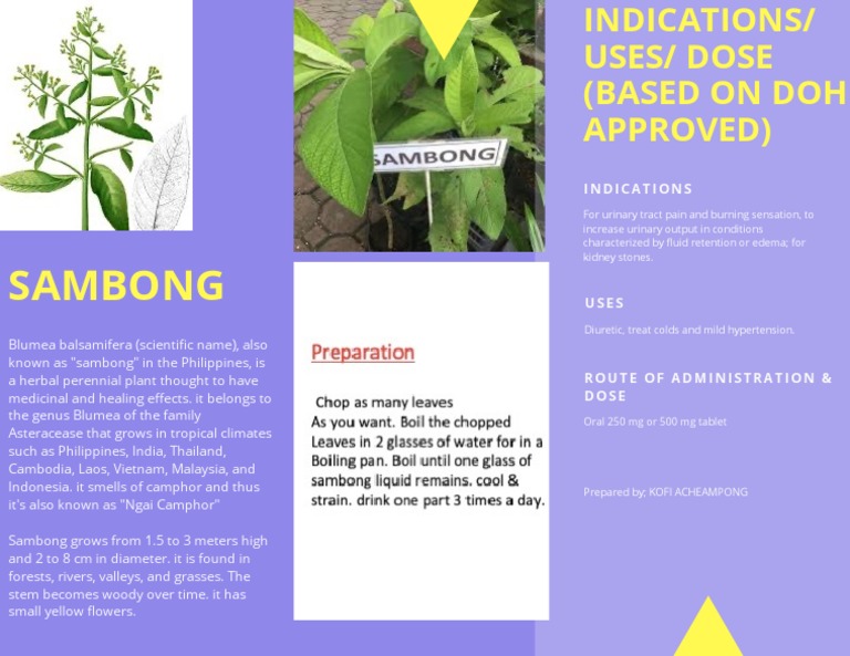 Sambong: Uses and Benefits Overview | PDF