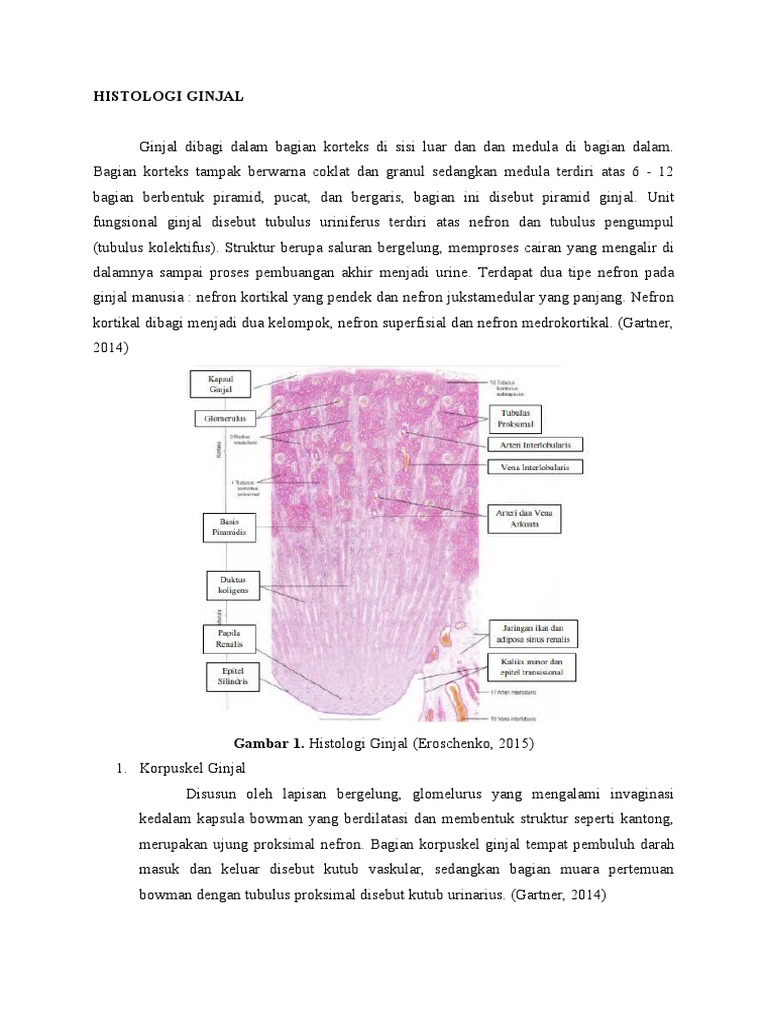 Struktur Histologis Ginjal Manusia | PDF | Sains & Matematika