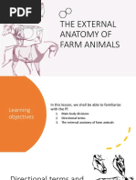 Digestive System of Goats | PDF | Ruminant | Digestion