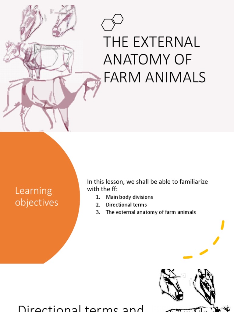 The External Anatomy of Farm Animals | PDF | Anatomical Terms Of ...