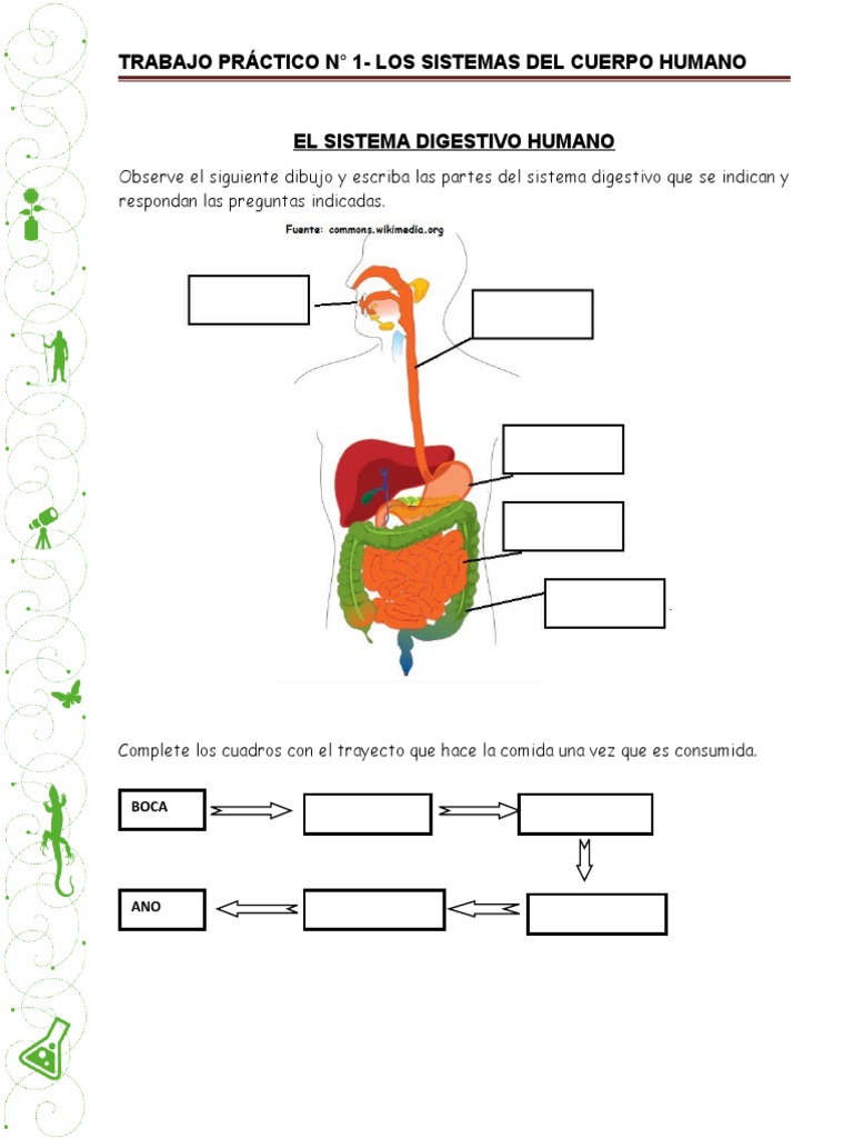 Hojas De Trabajo Con Diagramas De Los Sistemas Del Cuerpo Humano